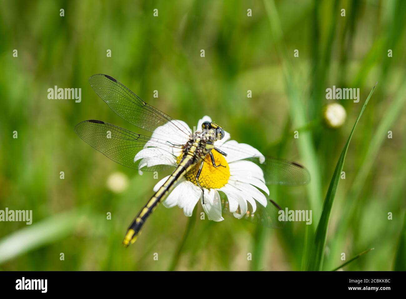 Carolina Saddlebags Dragonfly on Ox Eye Daisy Stock Photo - Alamy