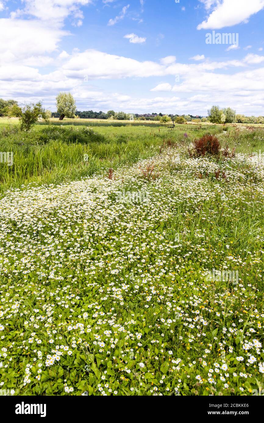 A fine display of daisies at the Coombe Hill Canal and Meadows Nature ...