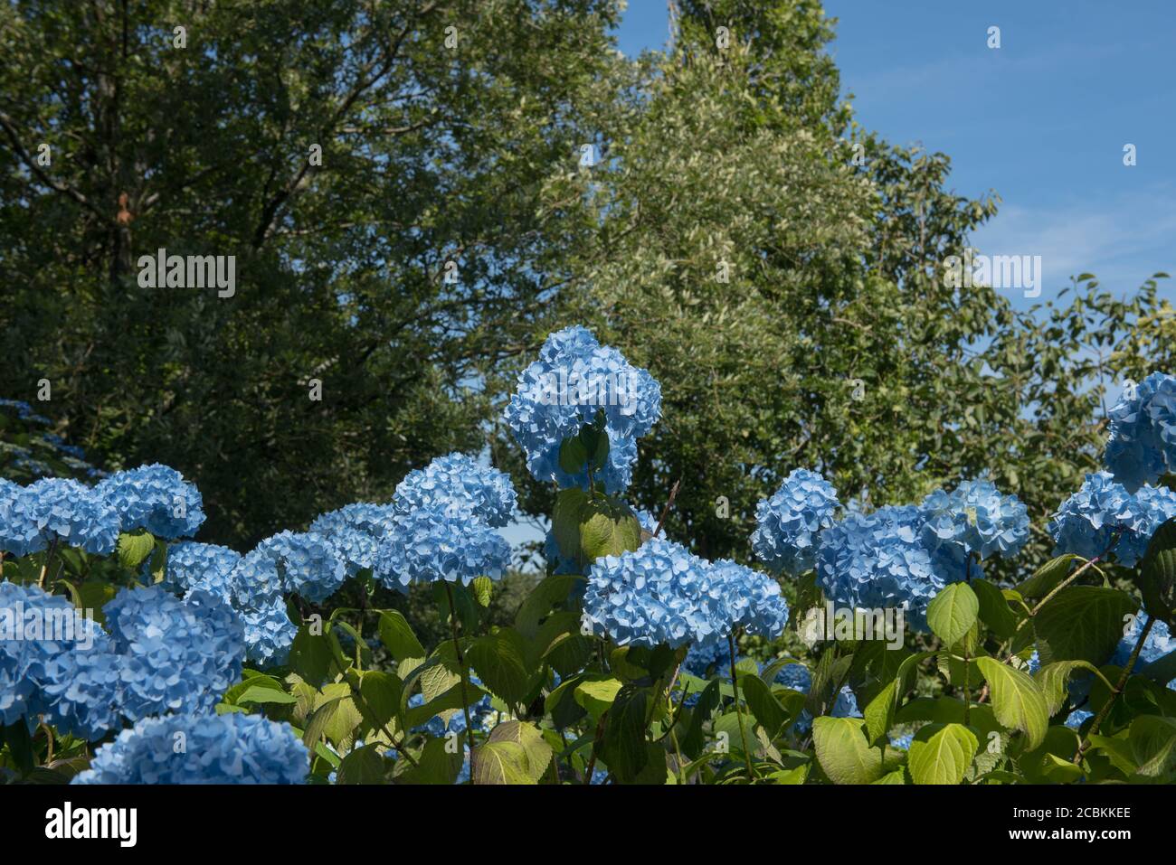 Summer Flowering Mop Head Flower of the Hydrangea macrophylla 'Generale ...