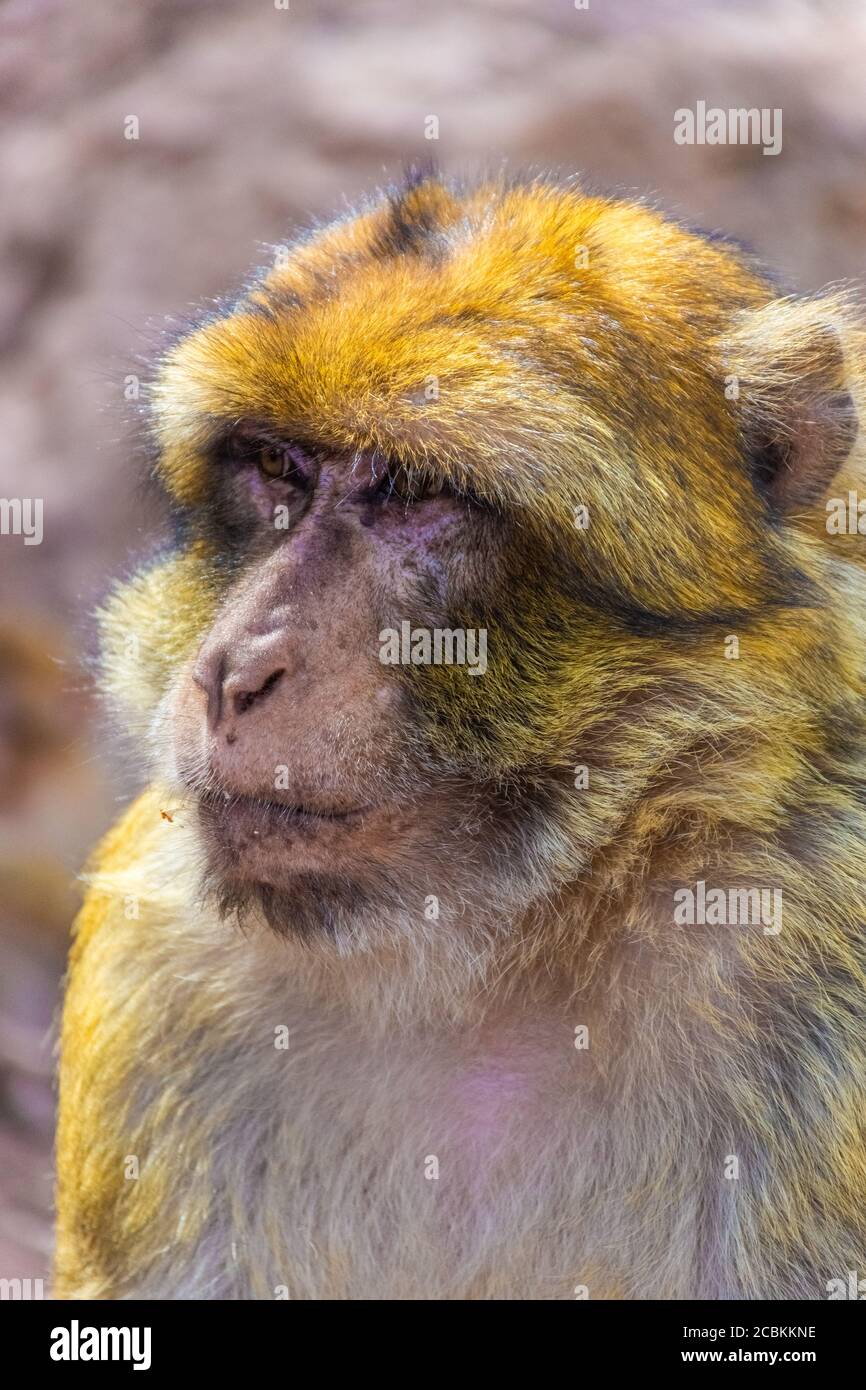 Old monkey morocco natural hi-res stock photography and images - Alamy