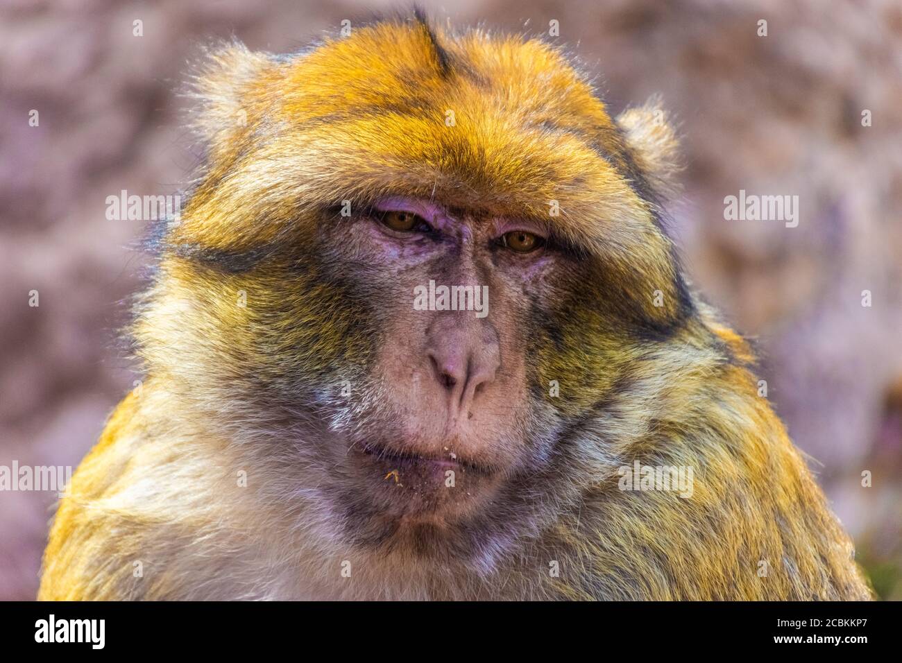 Old monkey morocco natural hi-res stock photography and images - Alamy