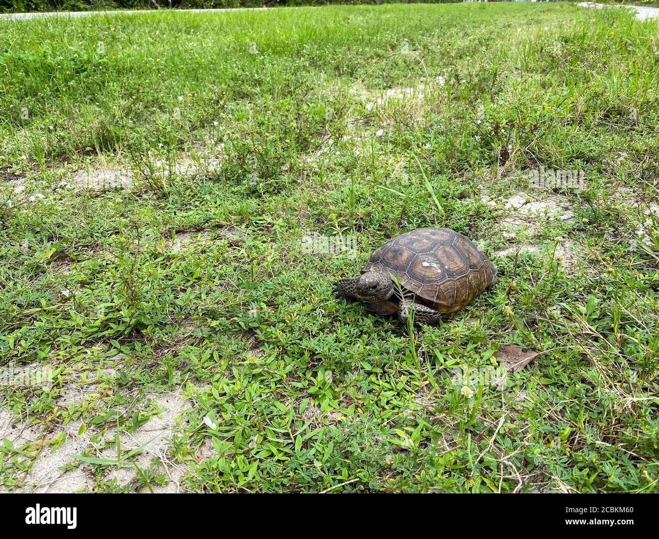 Gopher tortoise on beach hi-res stock photography and images - Alamy