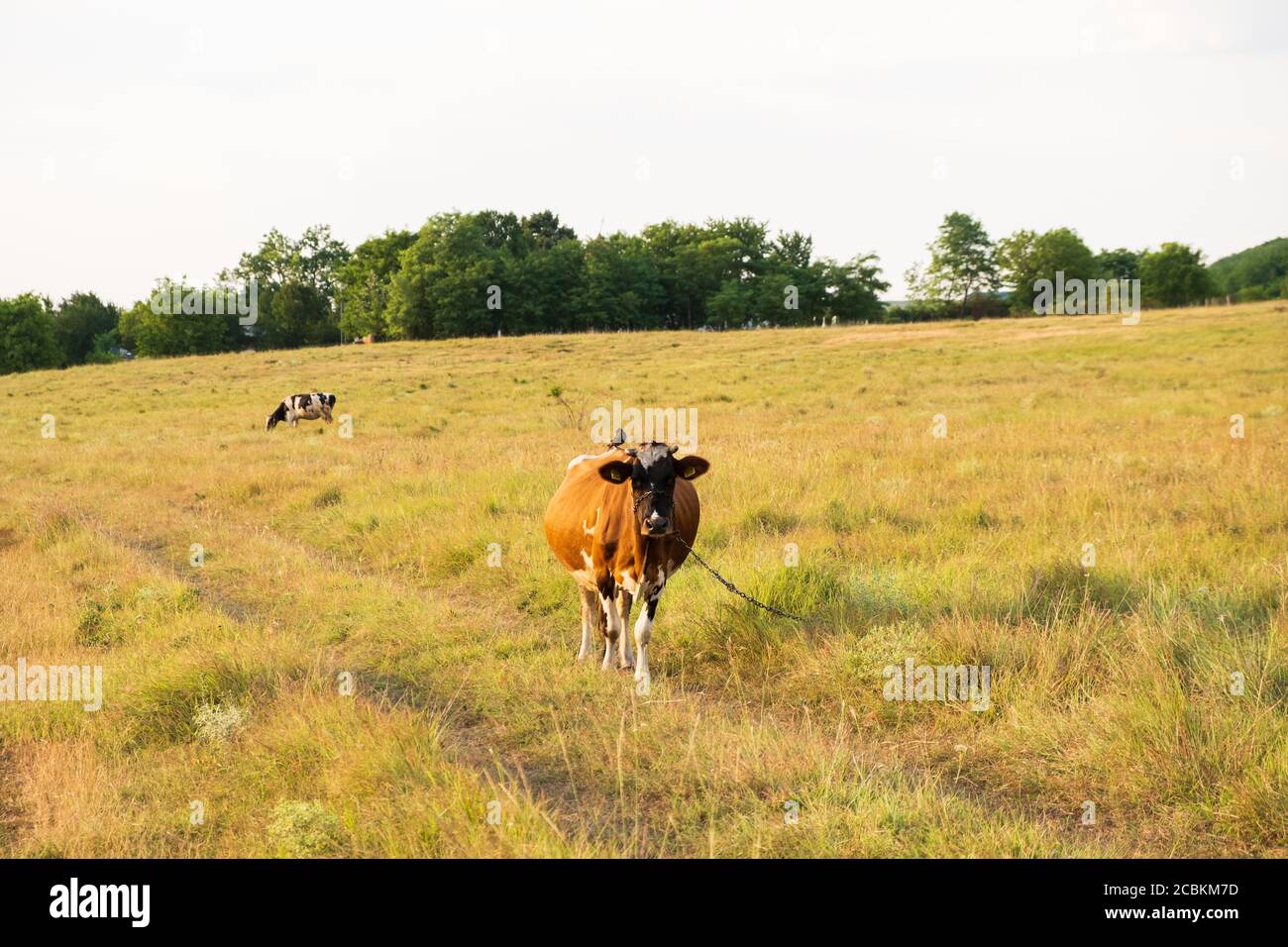 Cow standing in the middle hi-res stock photography and images - Alamy