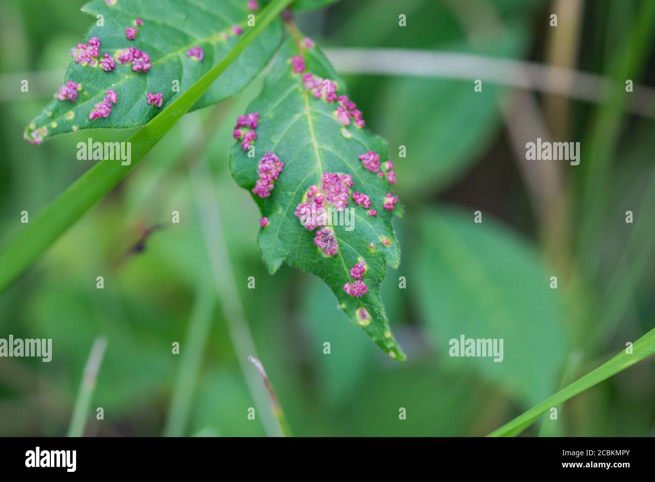 Poison ivy gall mite hi-res stock photography and images - Alamy