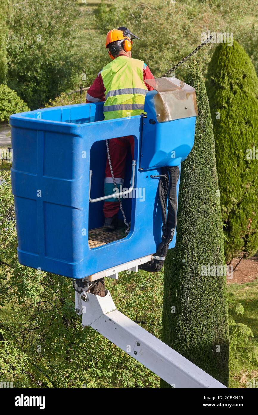 Gardener pruning a cypress tree with a chainsaw and a crane Stock Photo ...