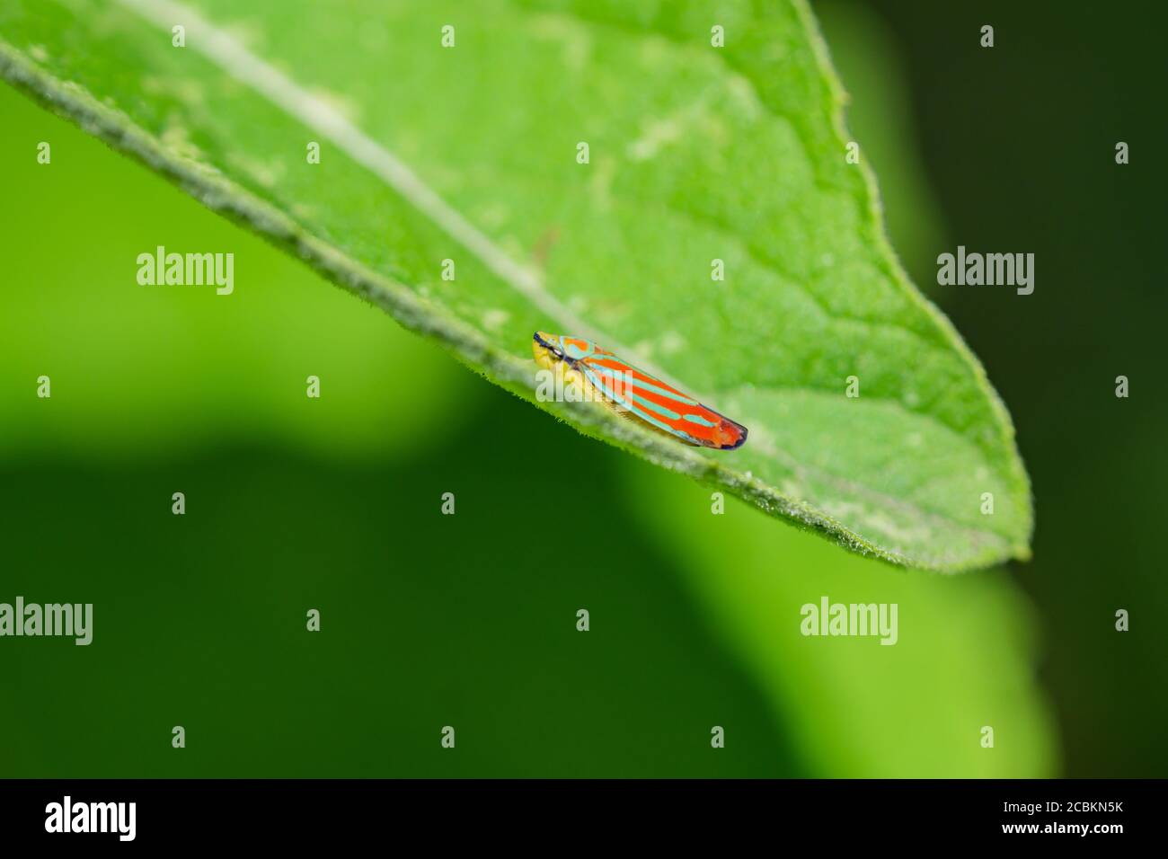 Red Banded Leafhopper in Summer Stock Photo - Alamy