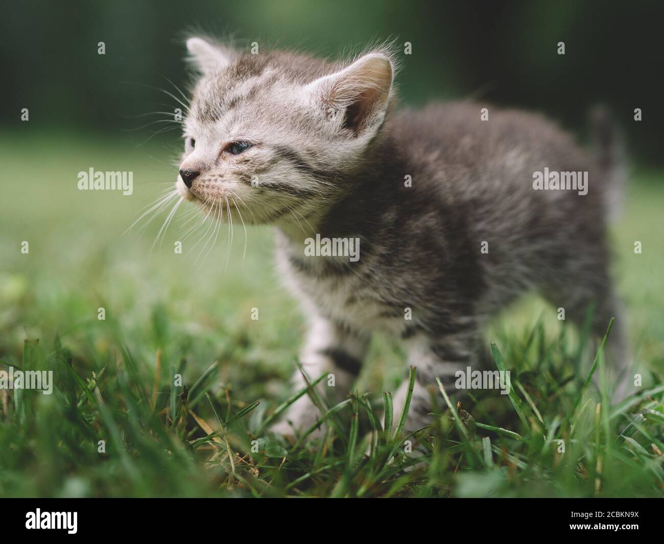 First steps of kitten hi-res stock photography and images - Alamy