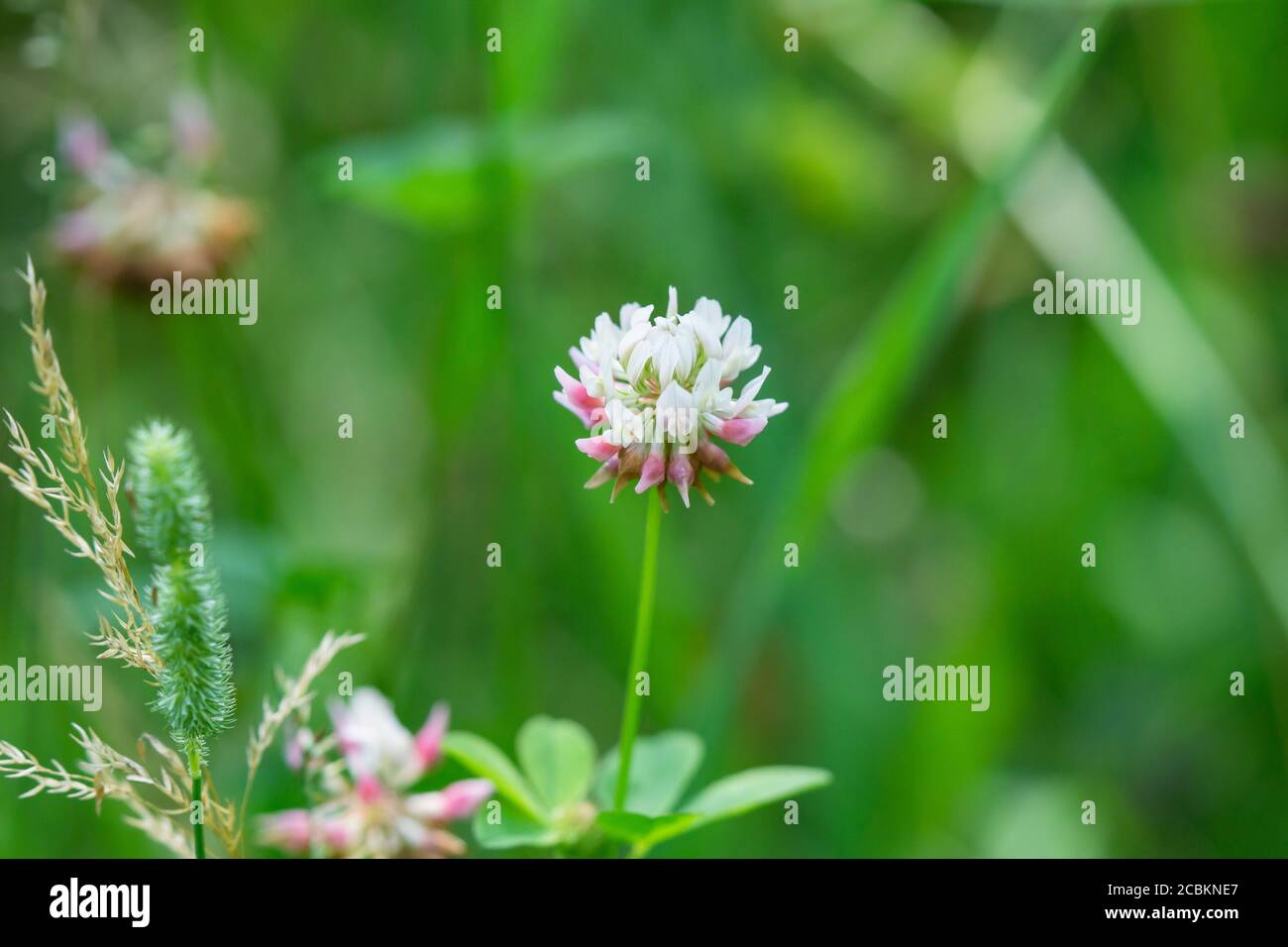Trifolium repens pink hi-res stock photography and images - Alamy