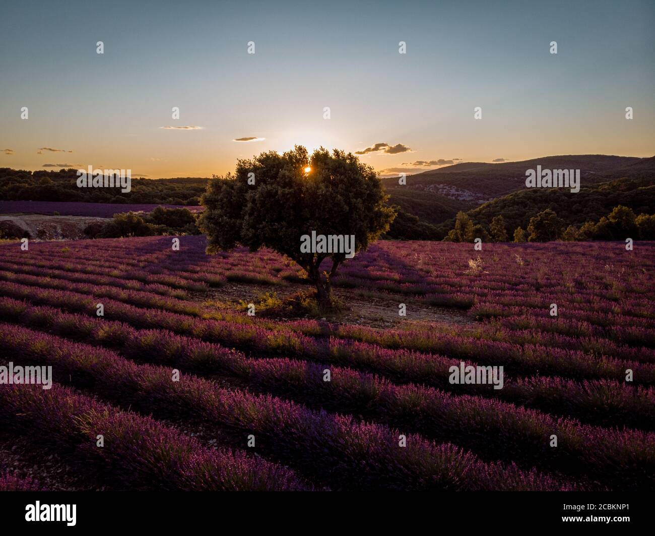 Lavender fields in Ardeche in southeast France Stock Photo - Alamy