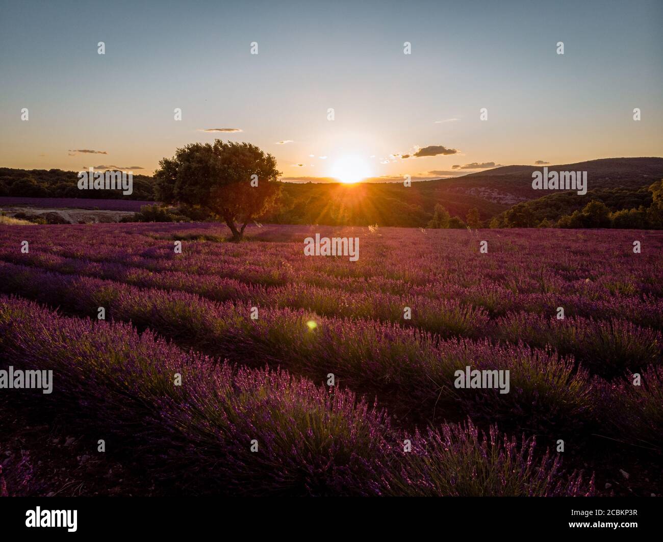 Lavender fields in Ardeche in southeast France Stock Photo - Alamy