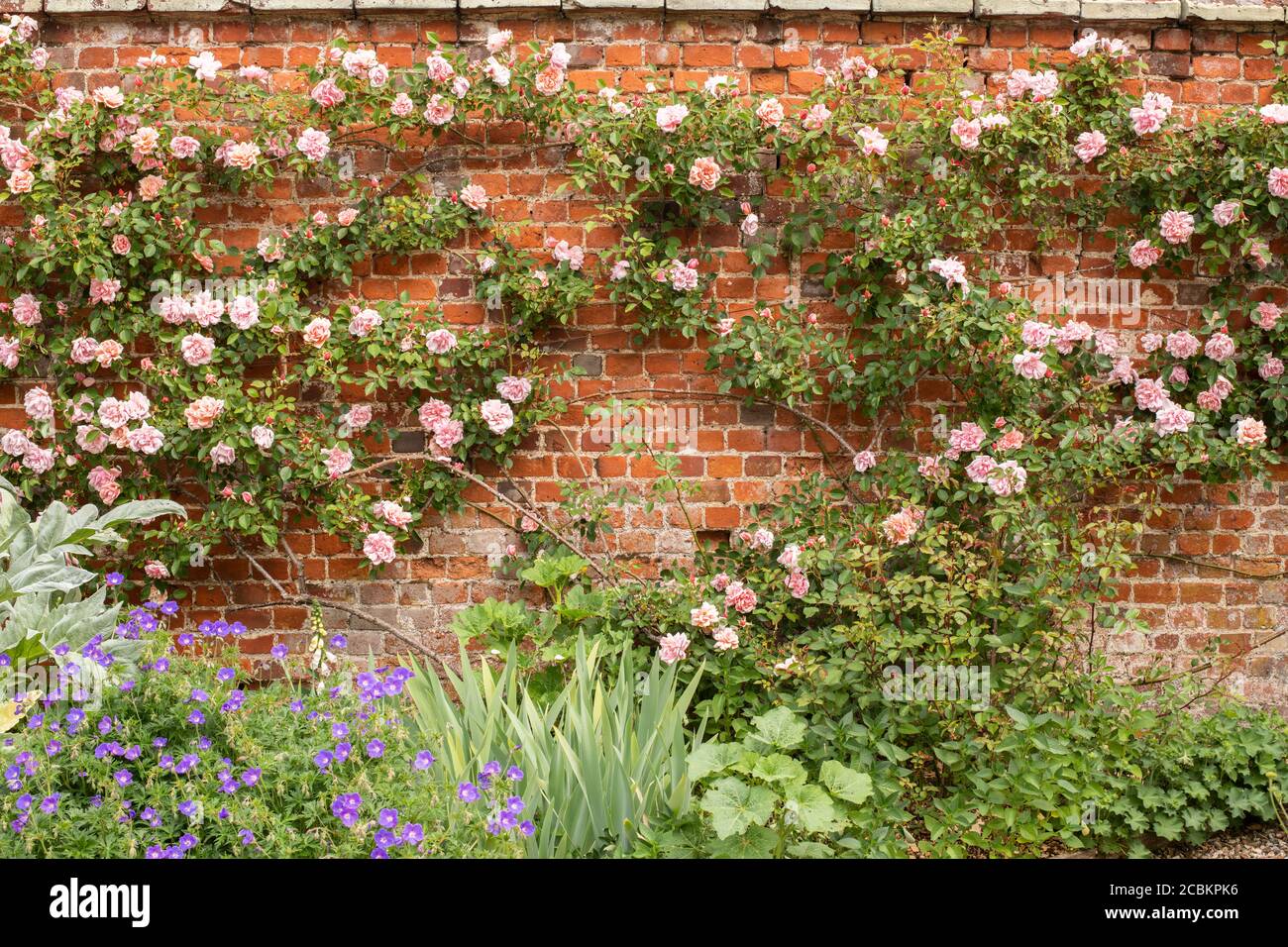 Walled garden with roses #2 Stock Photo - Alamy