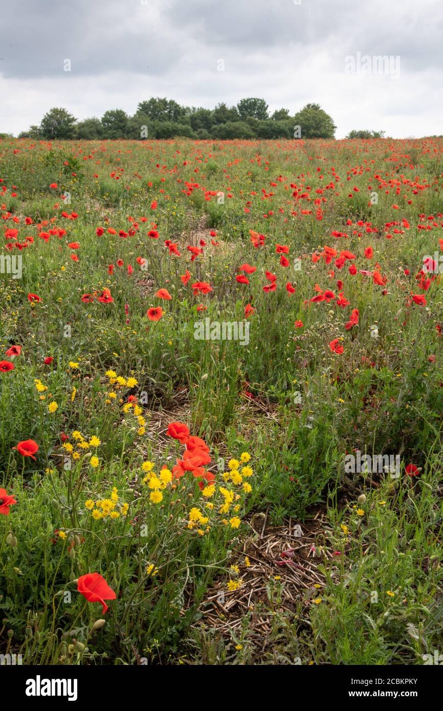 Set aside field hi-res stock photography and images - Alamy