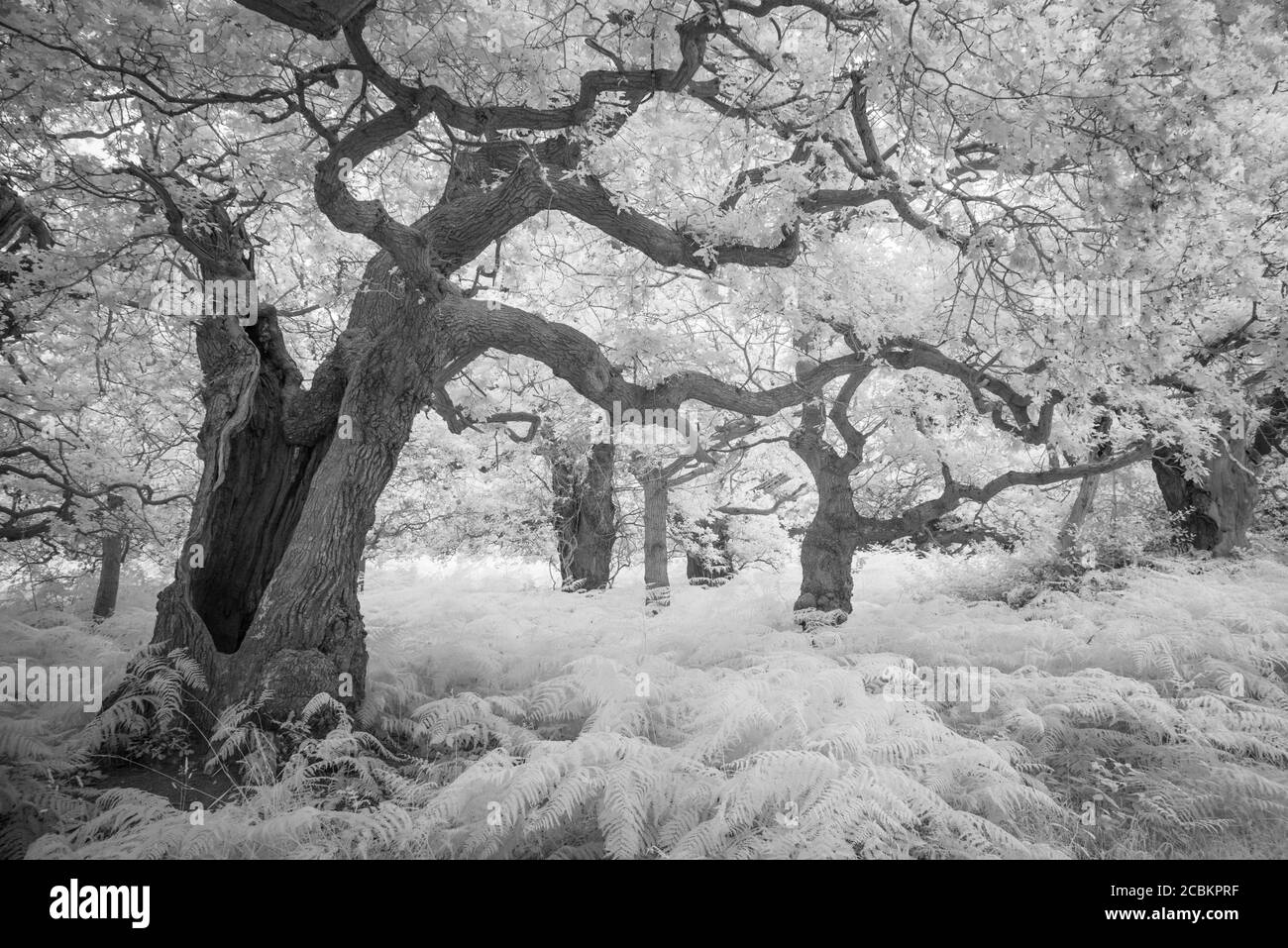 Ancient Oak Woodland Uk High Resolution Stock Photography and Images ...