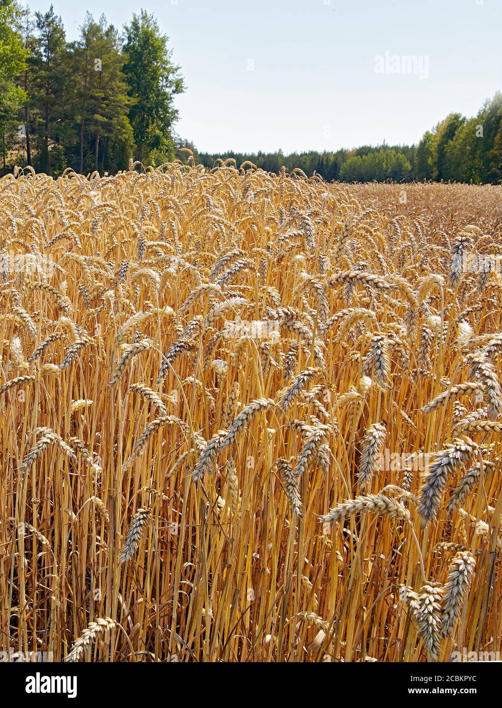 Wheat field. Full frame close detail and selective focus on mature sun ...