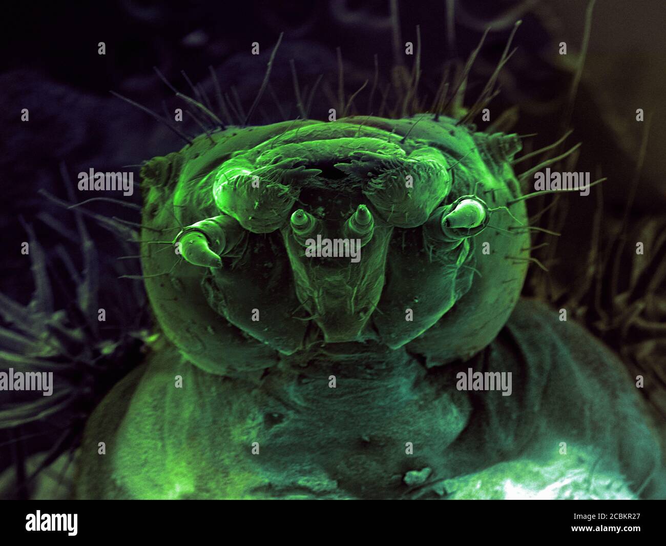 Sem image hi-res stock photography and images - Alamy