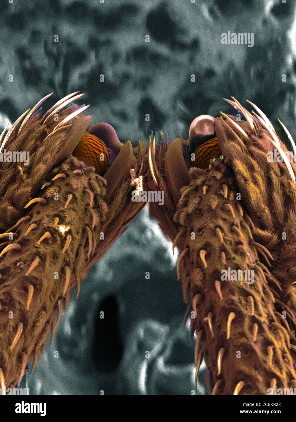 SEM image of snout beetle legs Stock Photo - Alamy