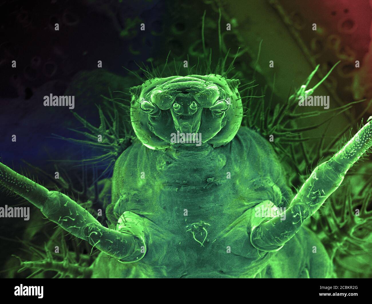 Sem image hi-res stock photography and images - Alamy