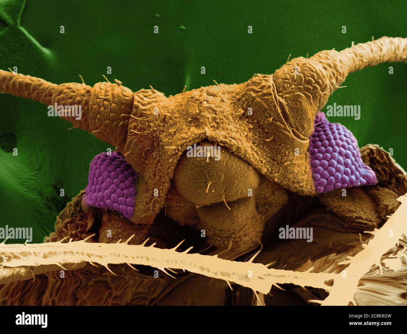 Sem image hi-res stock photography and images - Alamy