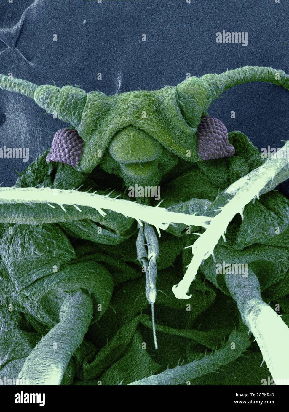 SEM image of aphid Stock Photo - Alamy