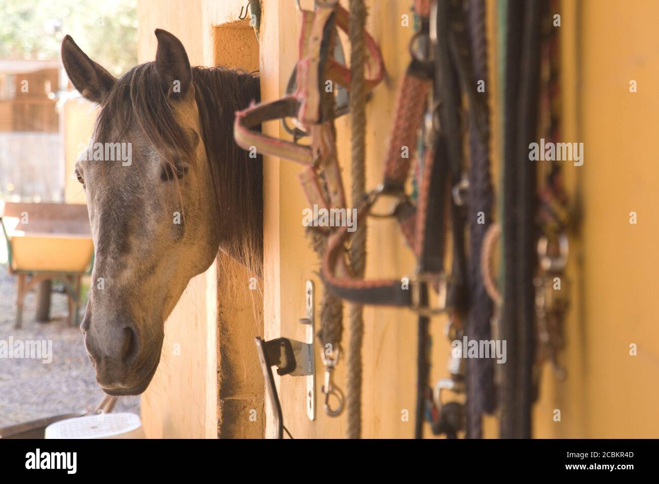 Peeking horse hi-res stock photography and images - Alamy