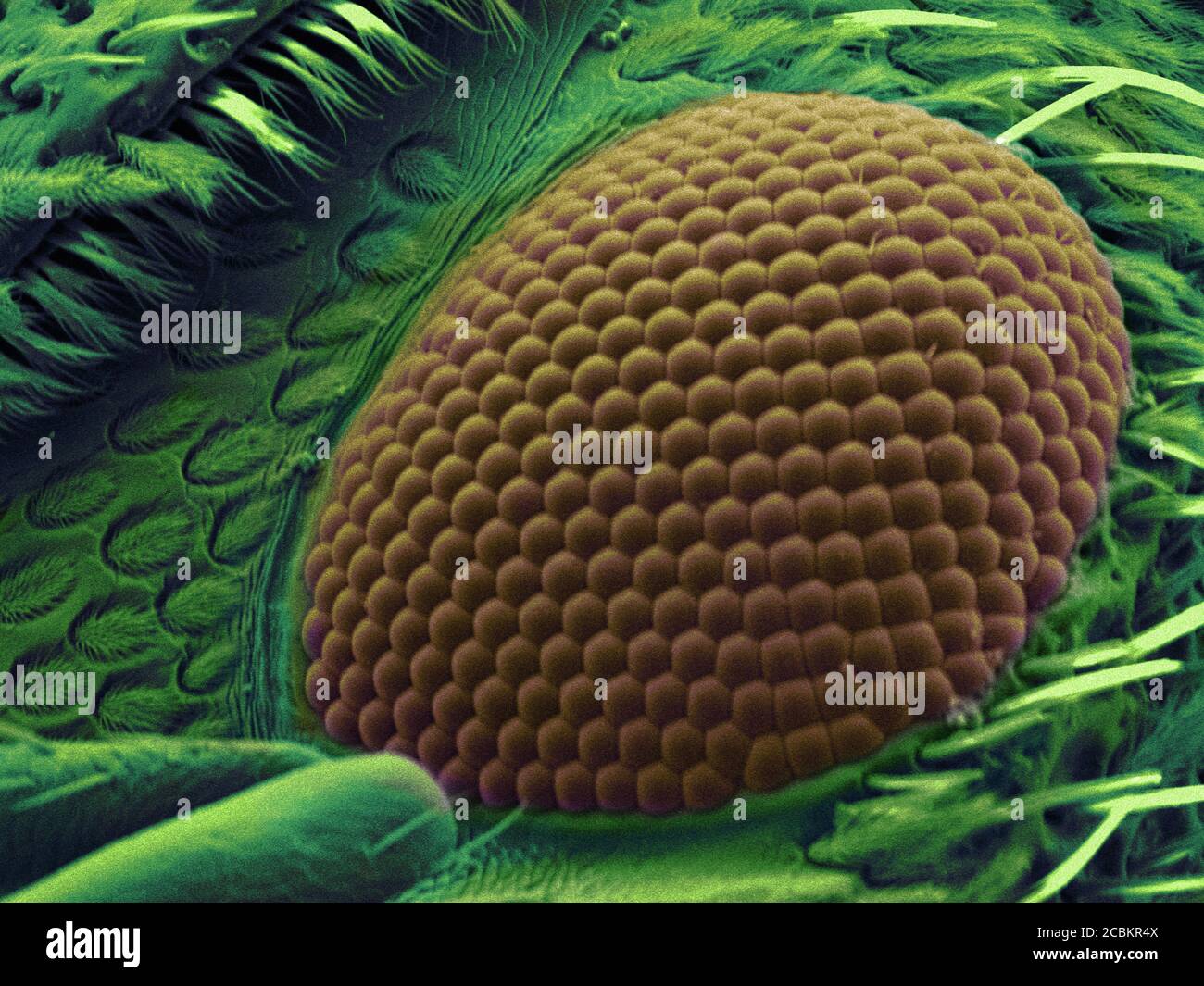 Scanning electron microscope image eye hi-res stock photography and ...