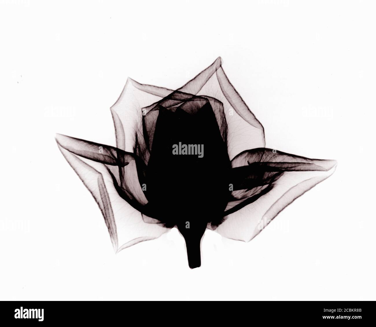 Still rose image Cut Out Stock Images & Pictures - Alamy