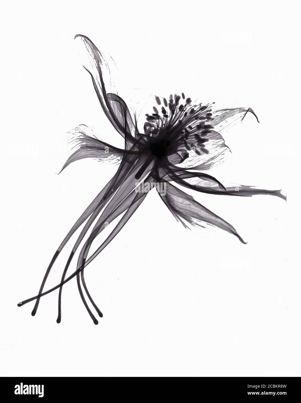 X Ray Flower High Resolution Stock Photography and Images - Alamy