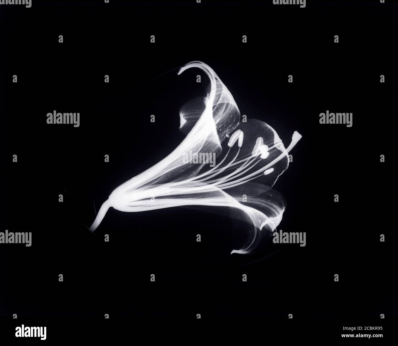 Inverted image of Easter lily Stock Photo - Alamy