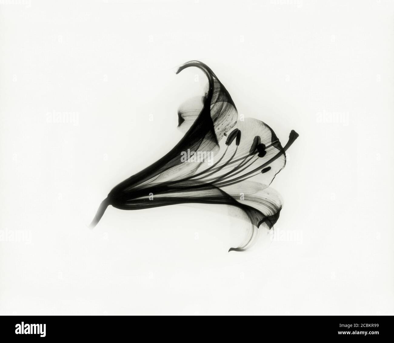 X-ray image of Easter lily Stock Photo - Alamy