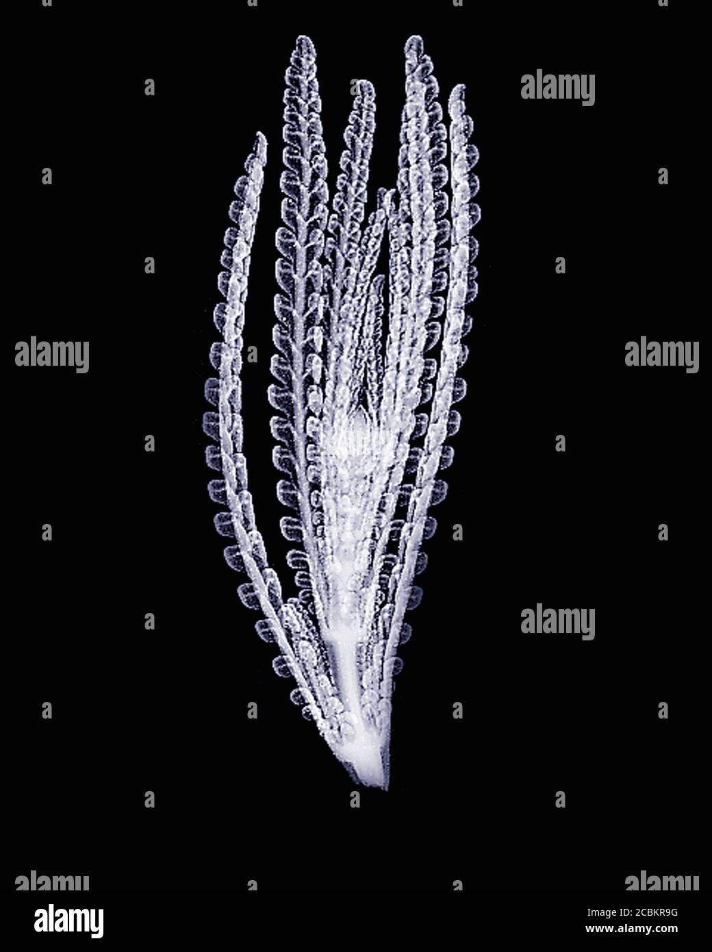 Photogram plant hi-res stock photography and images - Alamy