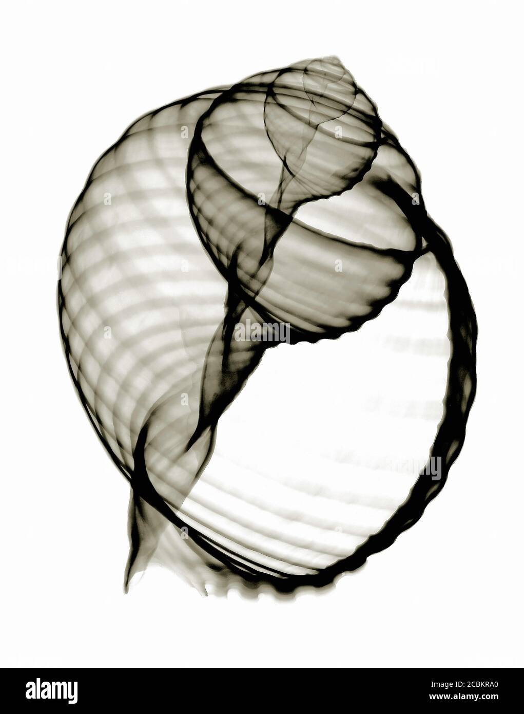 X-ray image of banded tun seashell Stock Photo - Alamy
