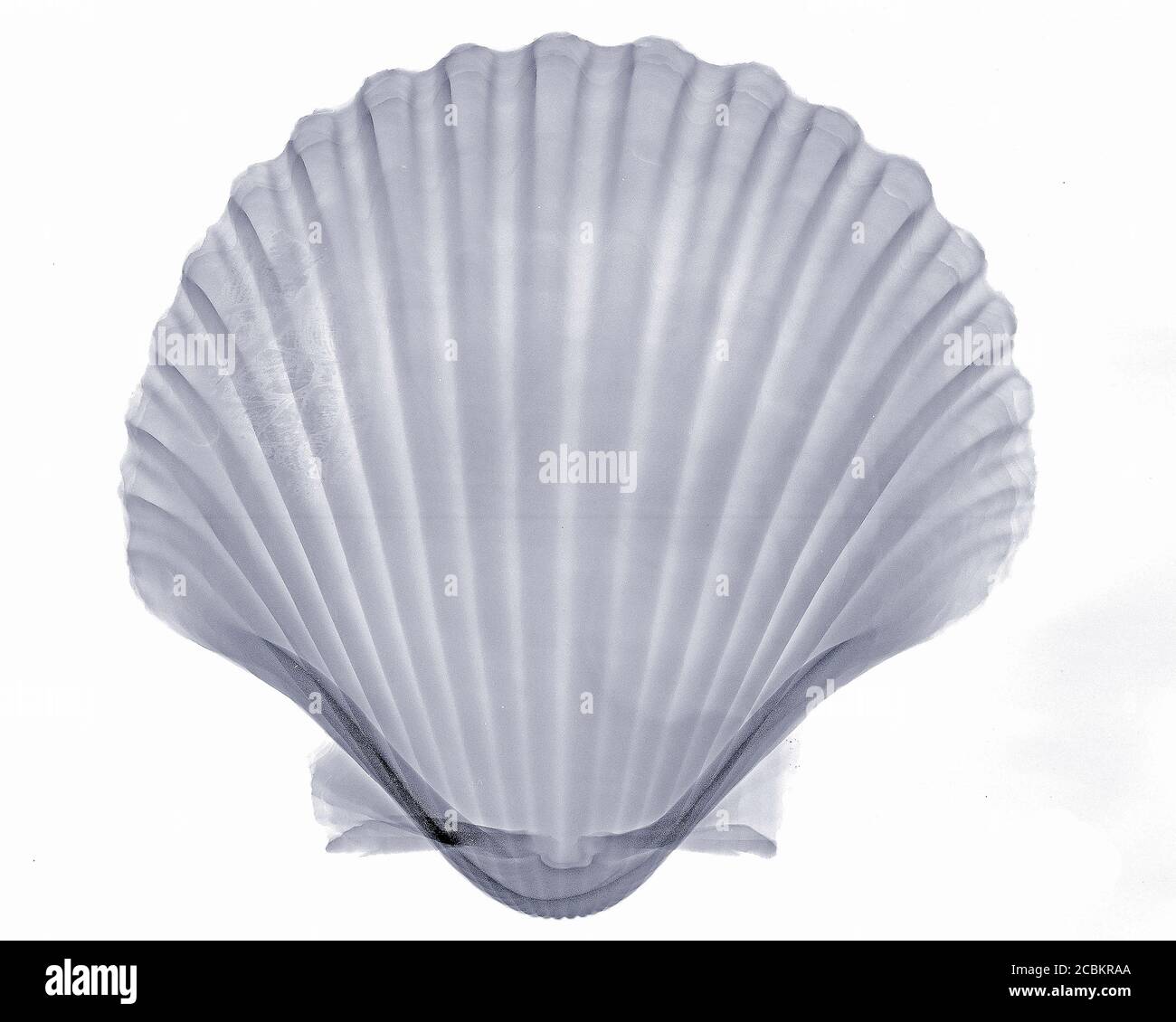 Scallop seashell hi-res stock photography and images - Alamy