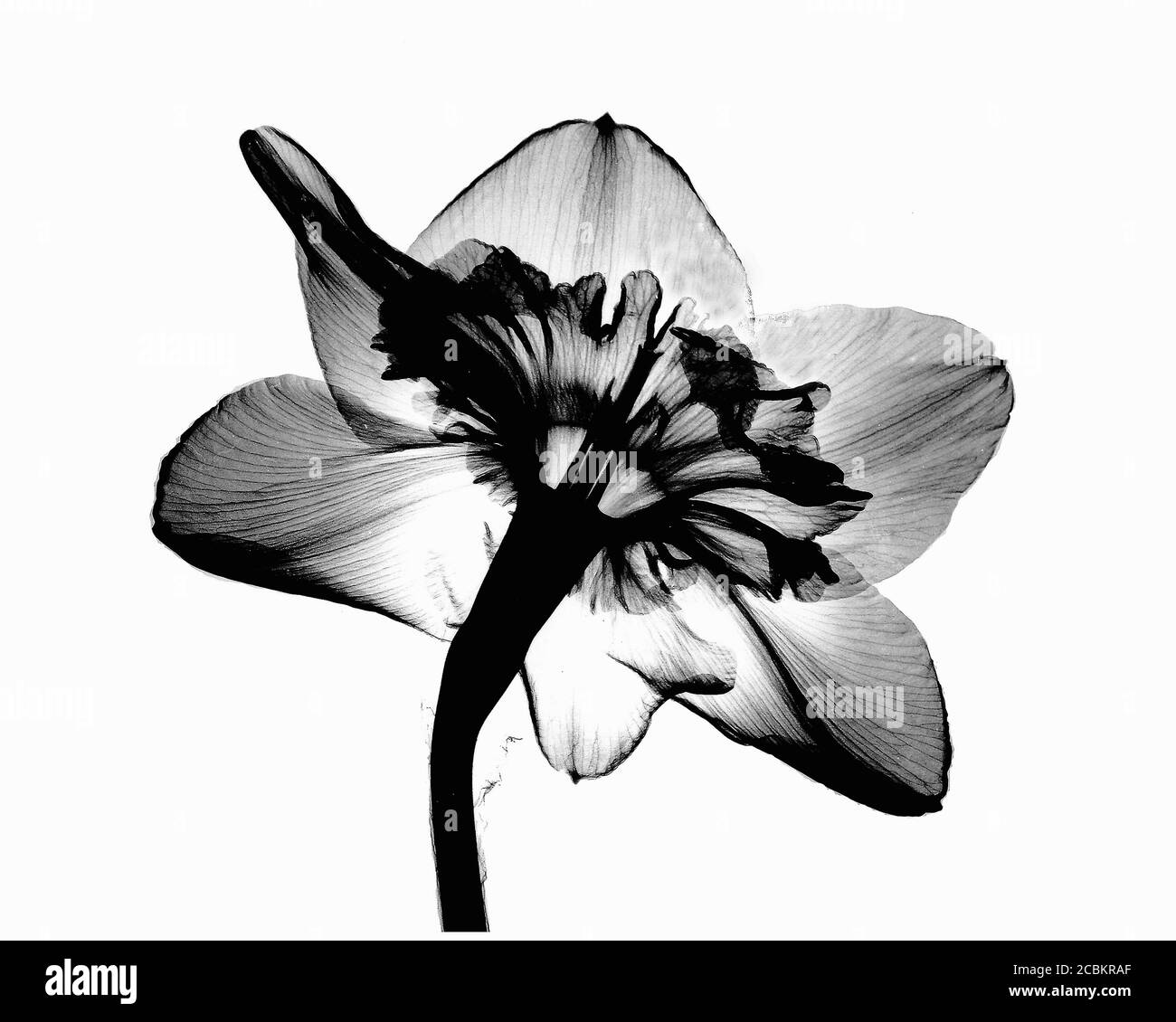 X-ray image of daffodil flower Stock Photo - Alamy