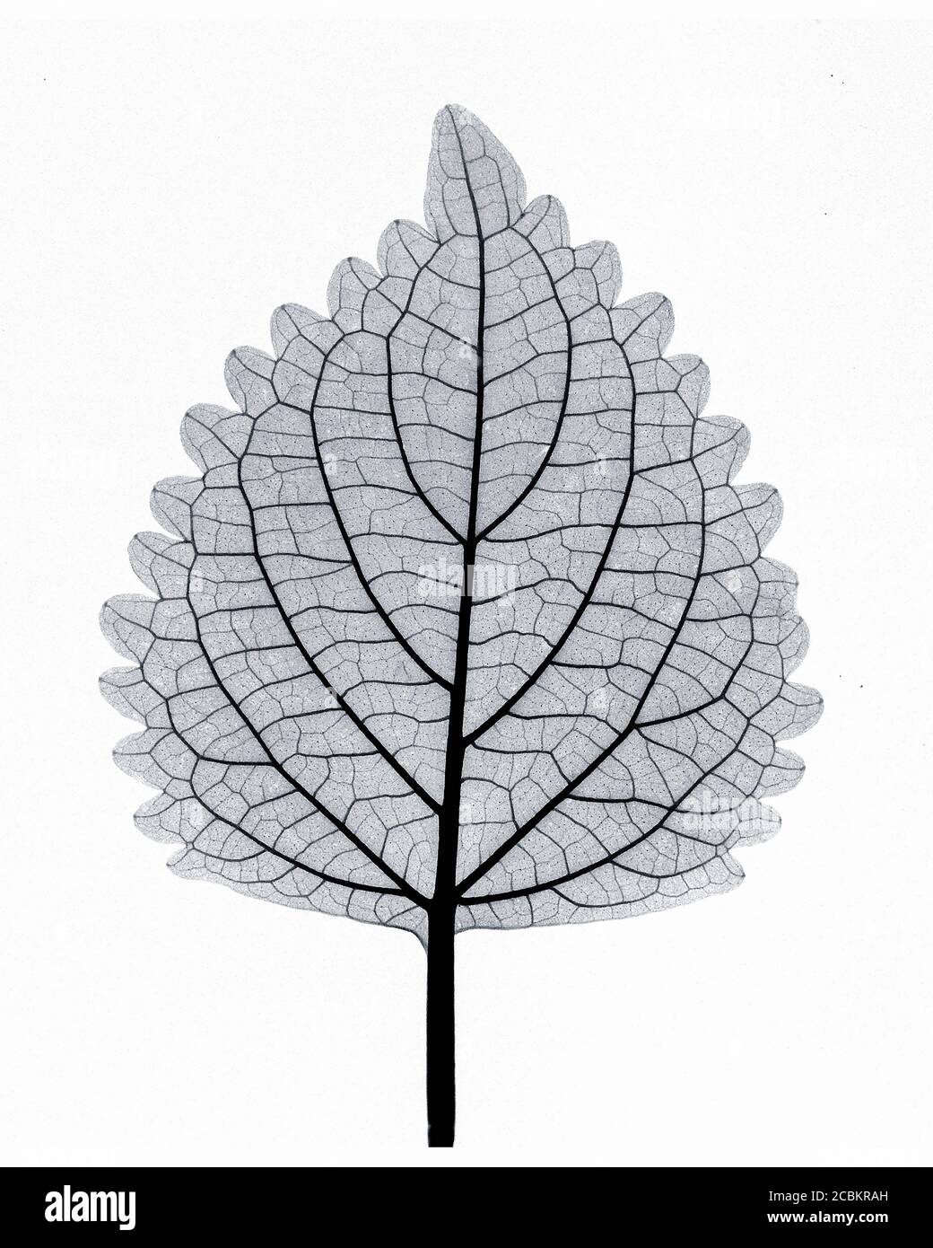 Leaf x ray hi-res stock photography and images - Alamy