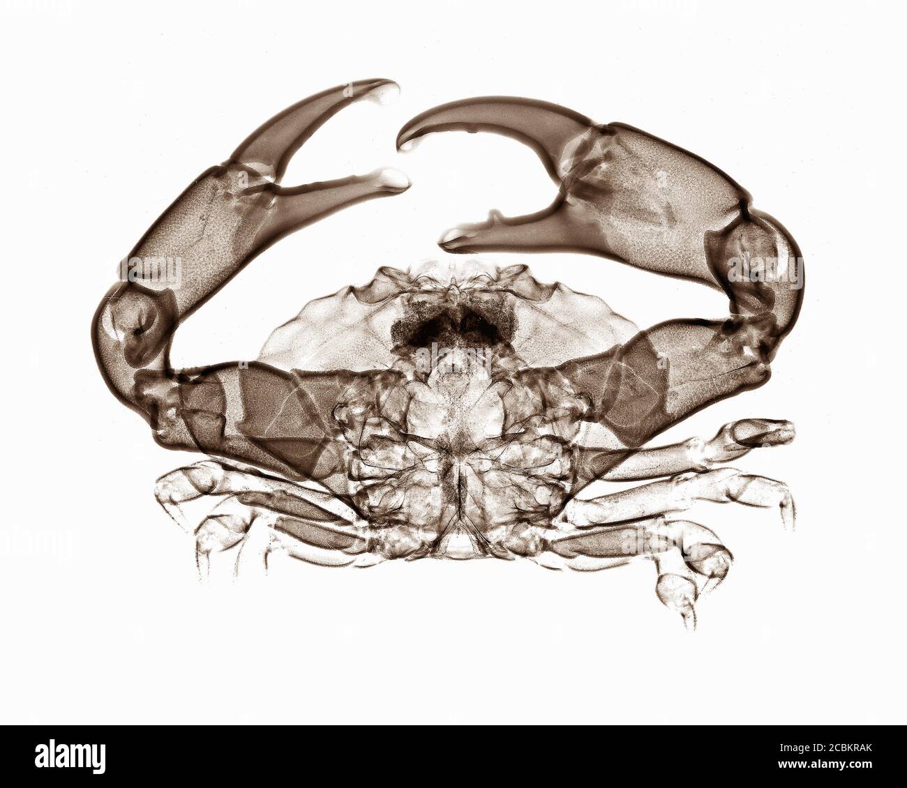 X-ray image of crab Stock Photo - Alamy