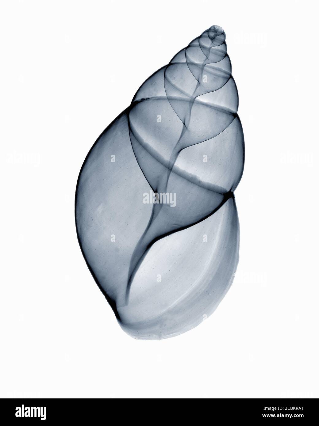 Shell x ray hi-res stock photography and images - Alamy