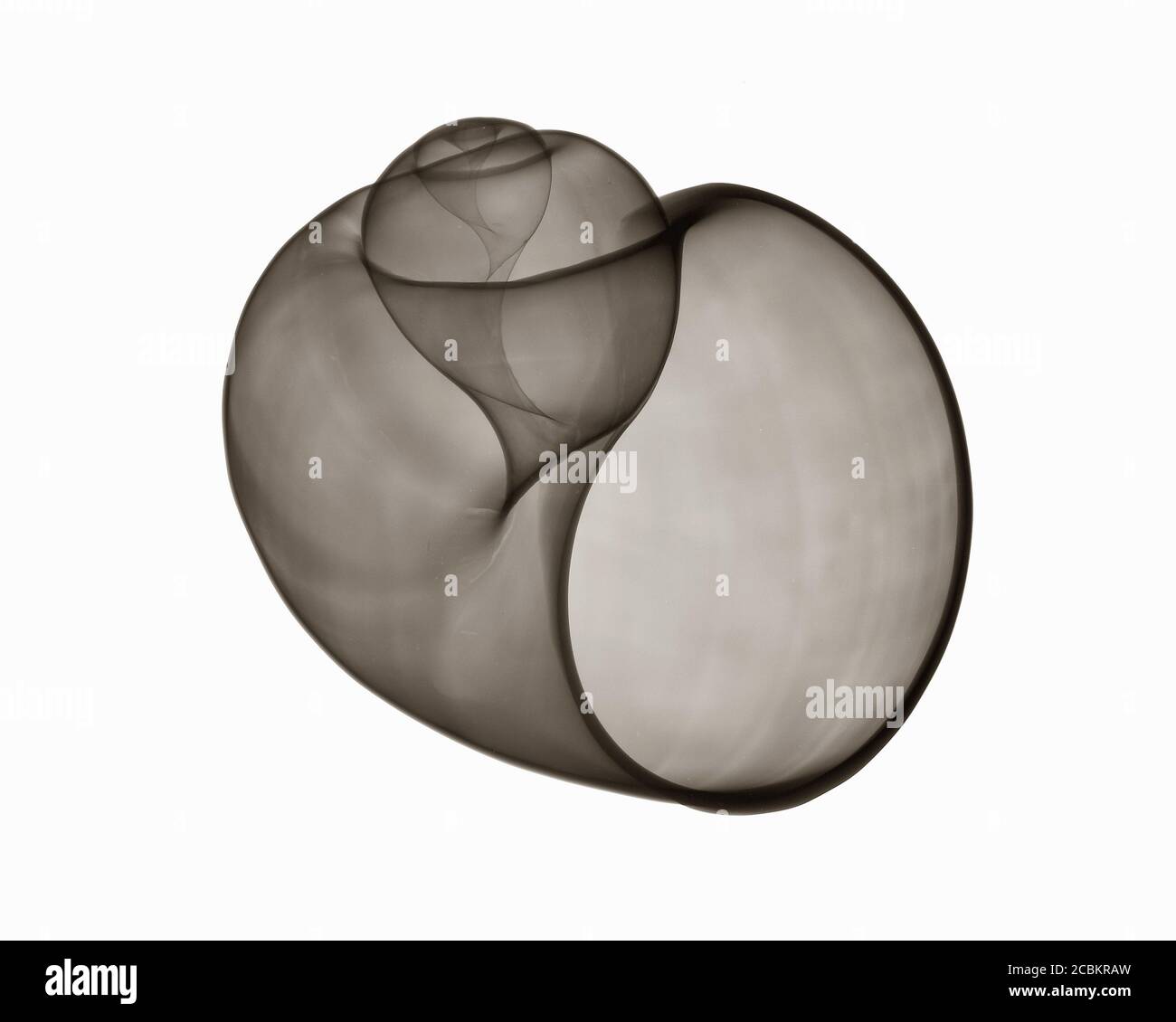Shell x ray hi-res stock photography and images - Alamy