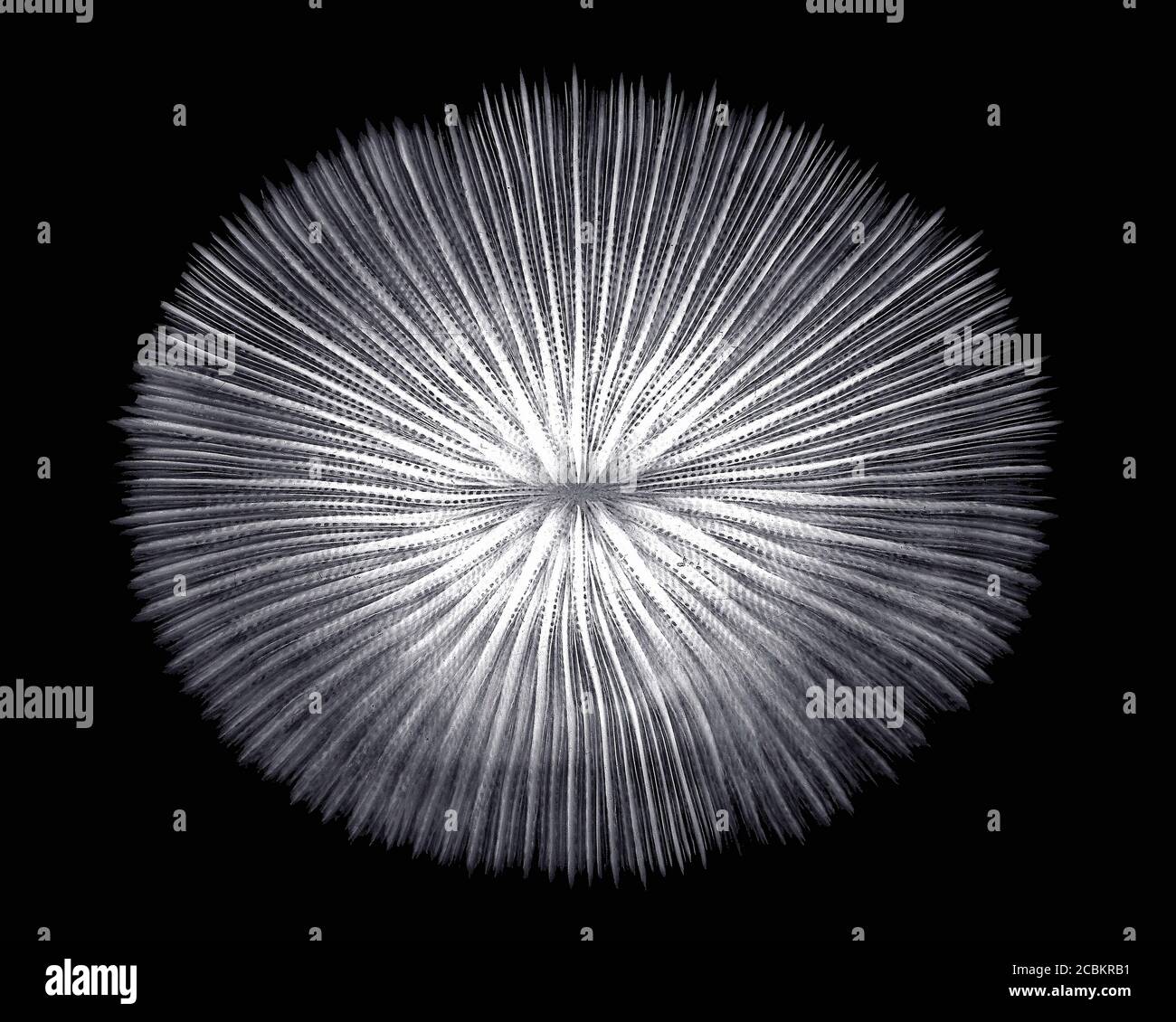 Inverted image hi-res stock photography and images - Alamy