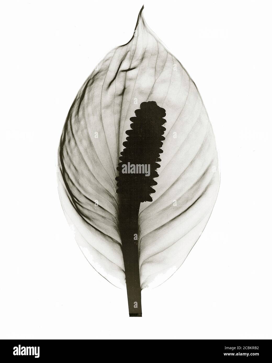 X ray flower hi-res stock photography and images - Alamy