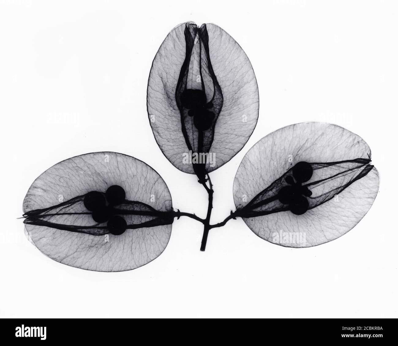 X ray image of flowers hi-res stock photography and images - Alamy