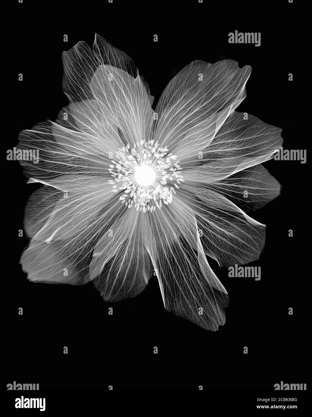 Yellow Ranunculus Corsage