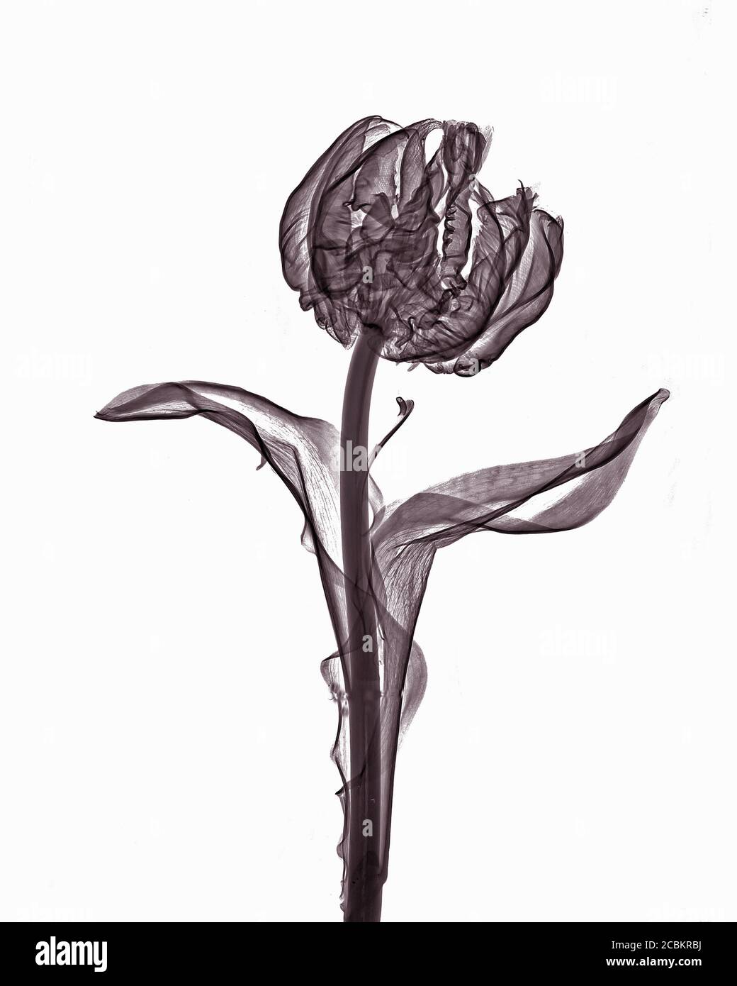 Tulip x ray hi-res stock photography and images - Alamy