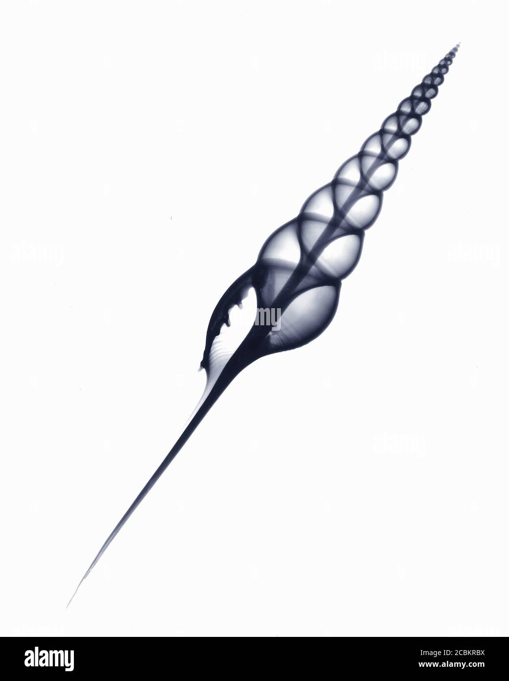 Tibia shell hi-res stock photography and images - Alamy