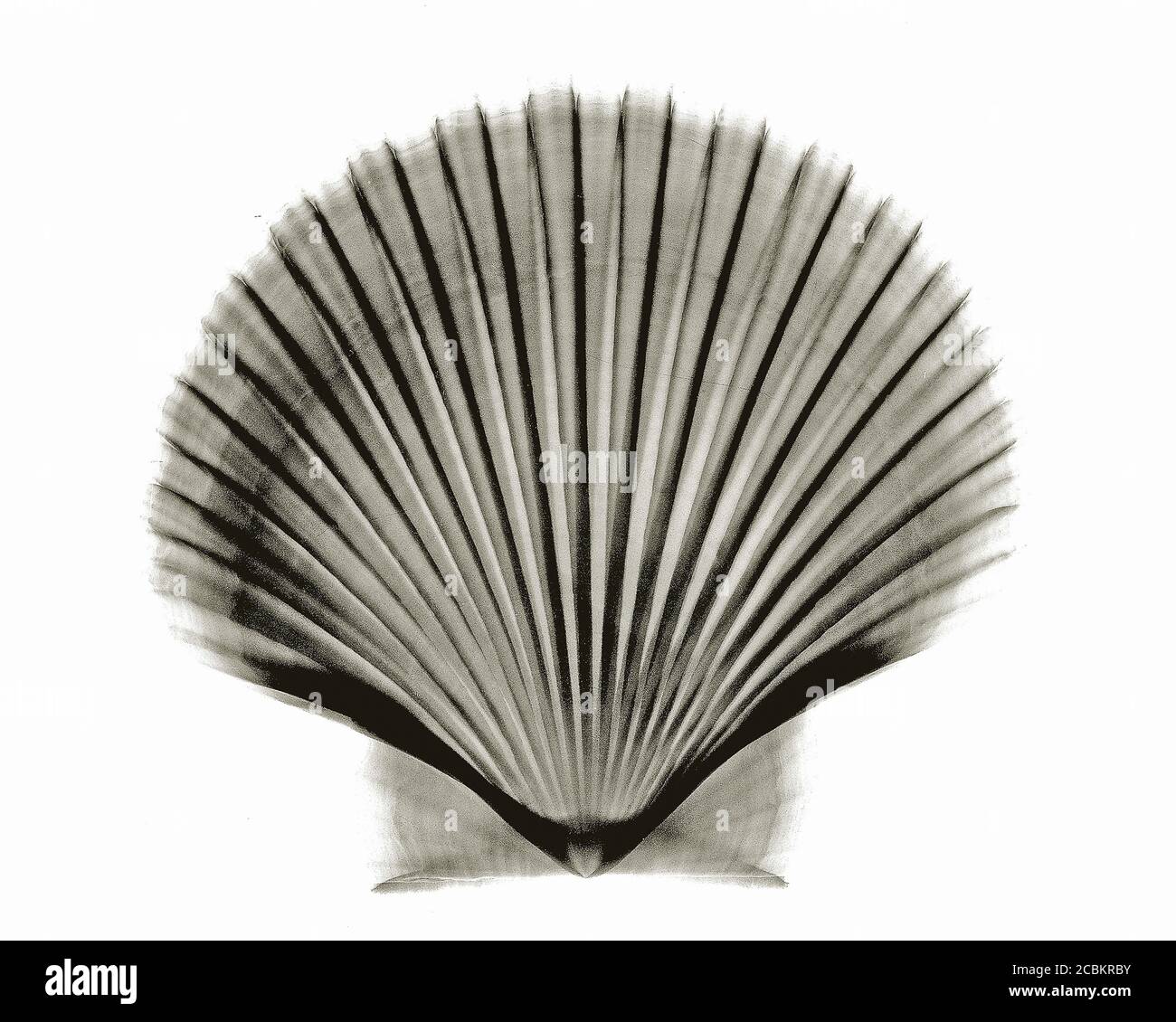 X-ray image of scallop seashell Stock Photo - Alamy