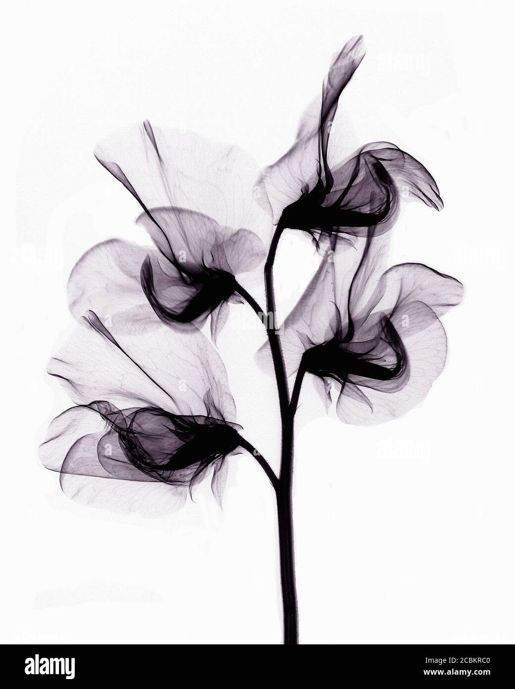 Still life sweet pea Cut Out Stock Images & Pictures - Alamy