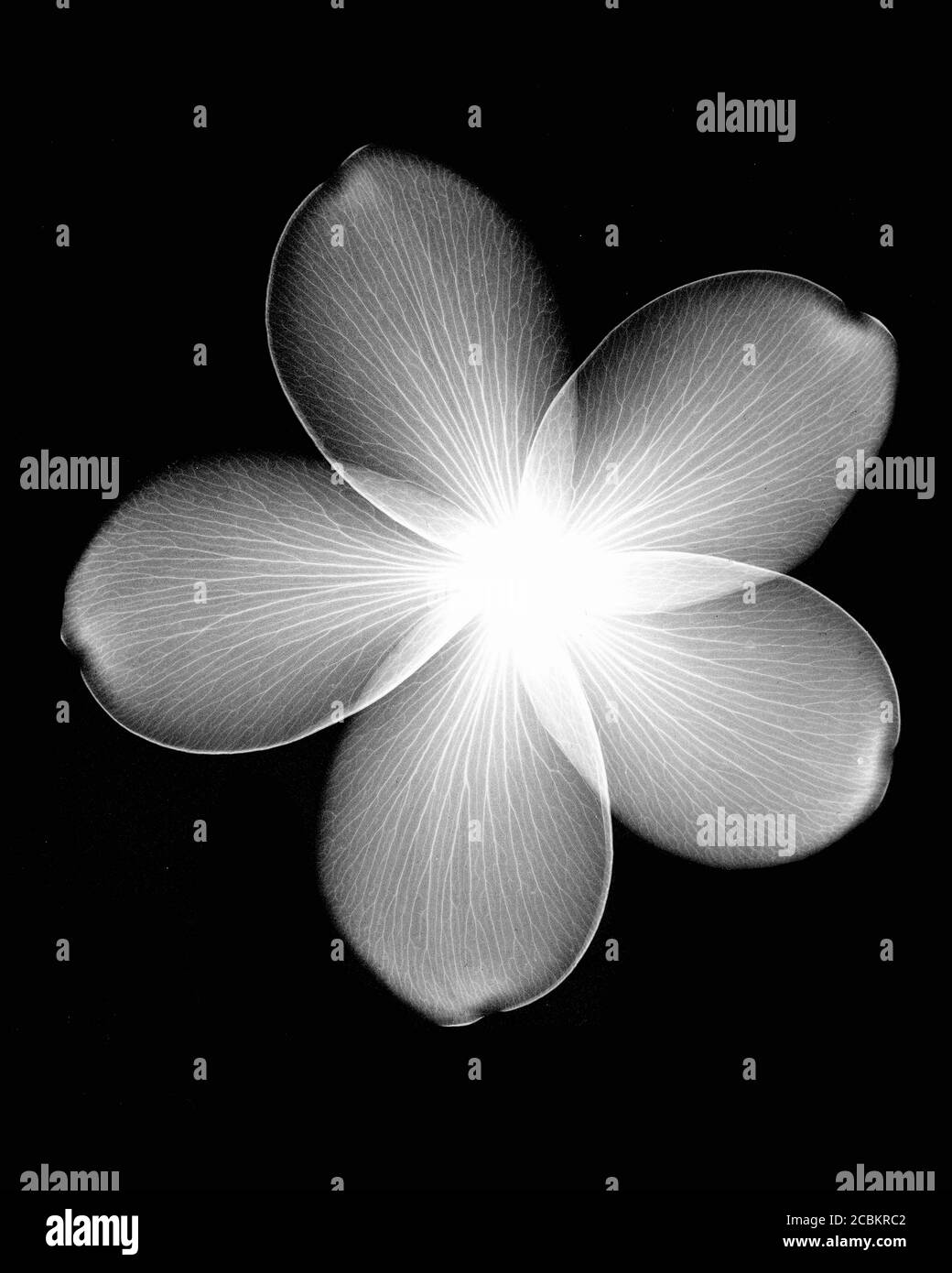 Inverted image of plumeria flower Stock Photo - Alamy