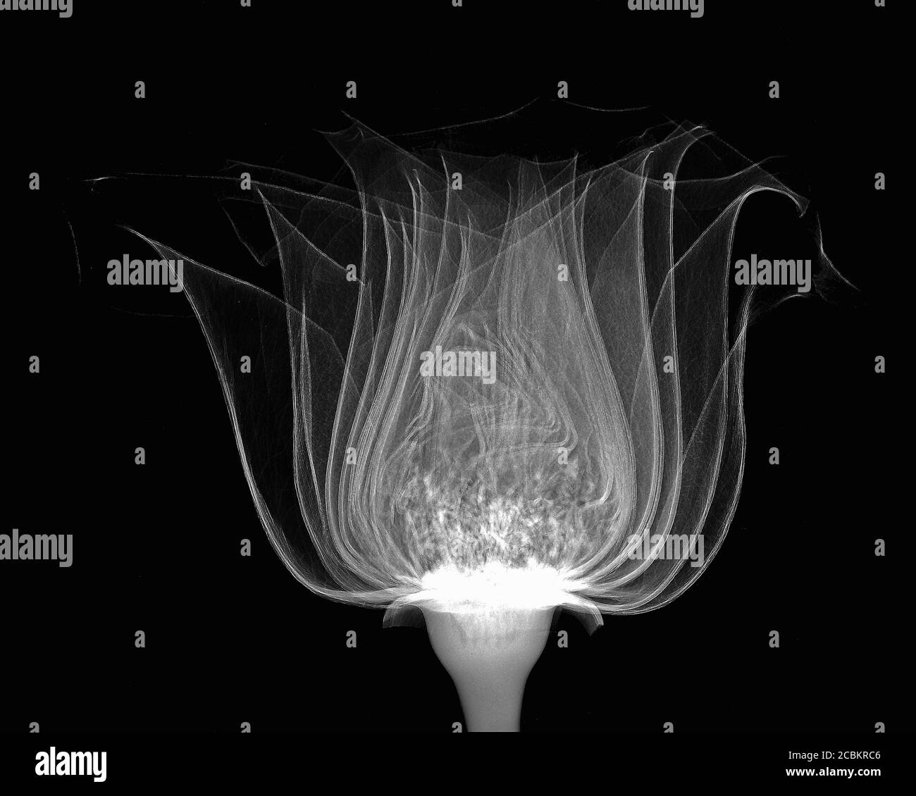 Rose flower background image Black and White Stock Photos & Images - Alamy