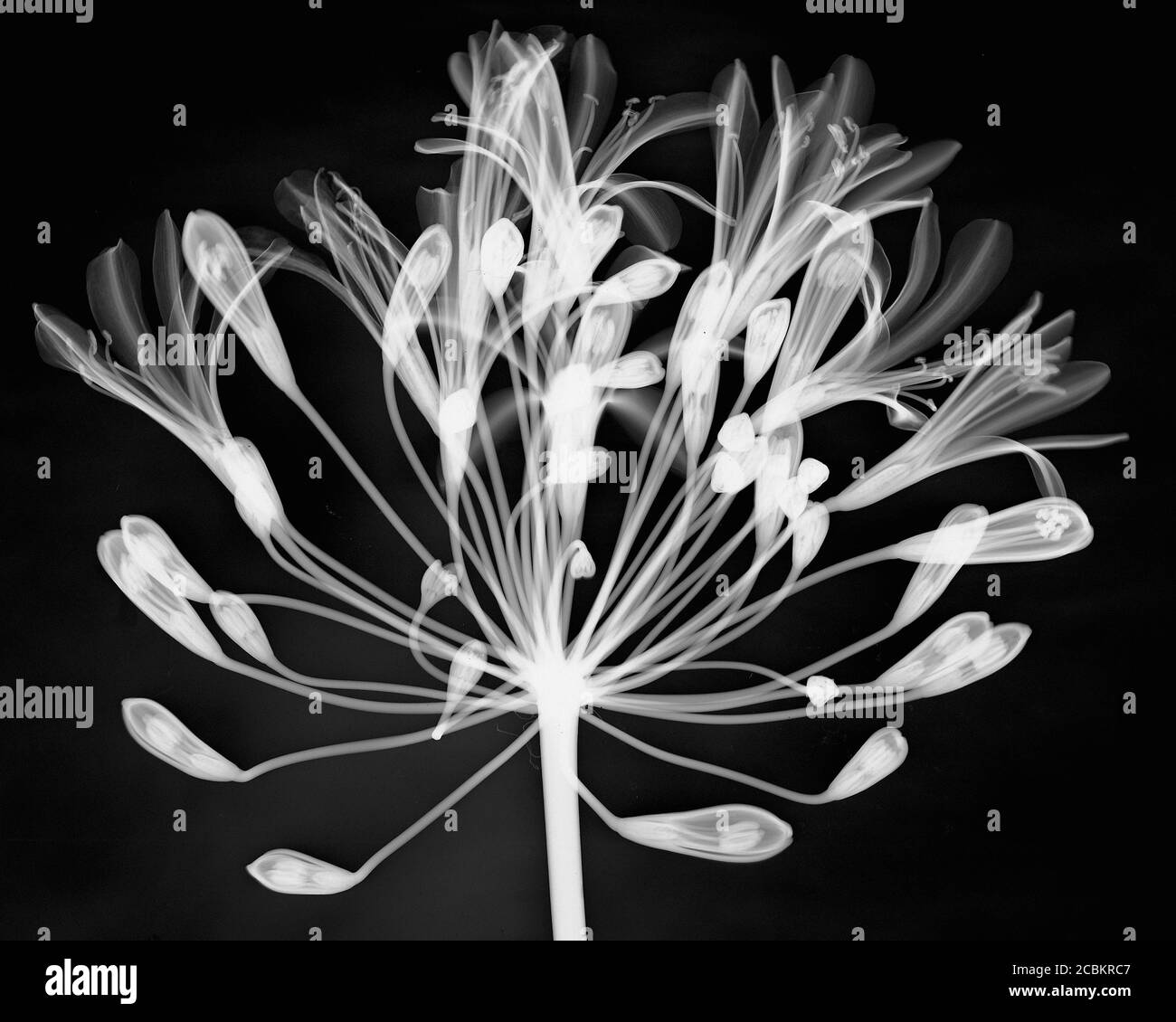 Inverted image of lily of nile flower Stock Photo - Alamy