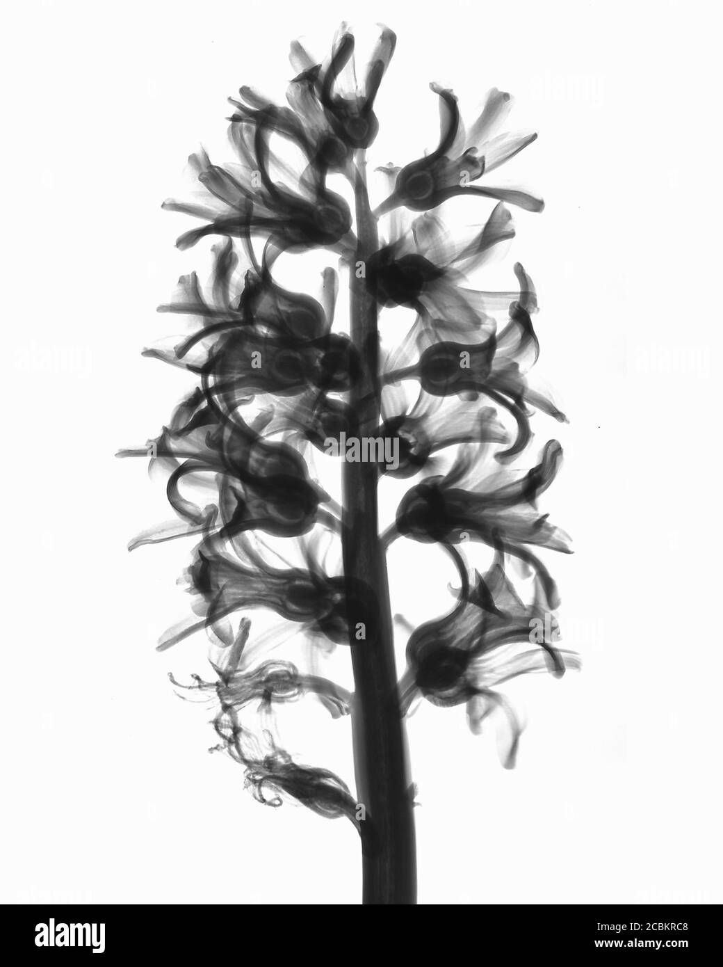 X ray flower hi-res stock photography and images - Alamy