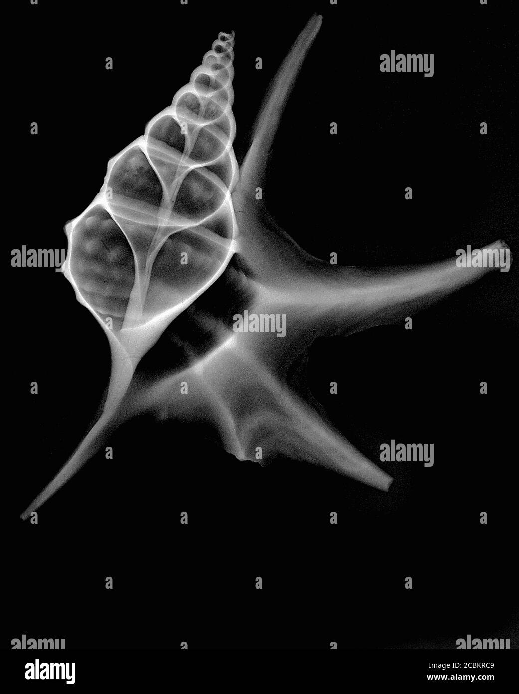 Shell X Ray High Resolution Stock Photography and Images - Alamy